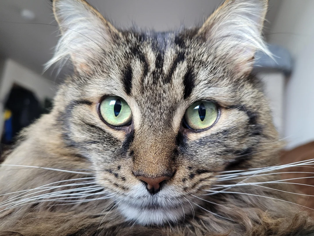 thin face, floof neck. | Scrolller