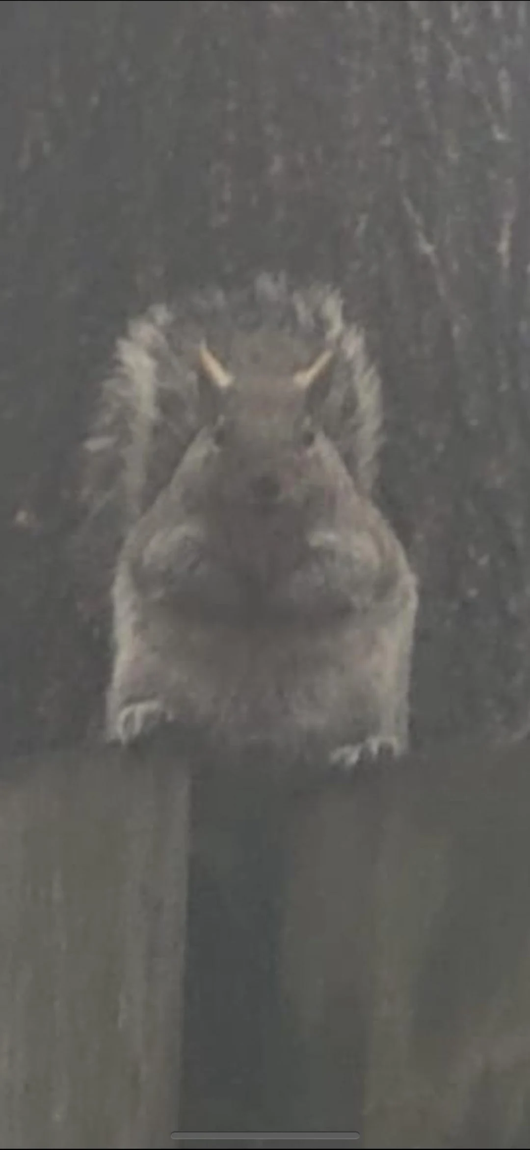 Discover more like Squirrels: Wide load and Related Content | Scrolller