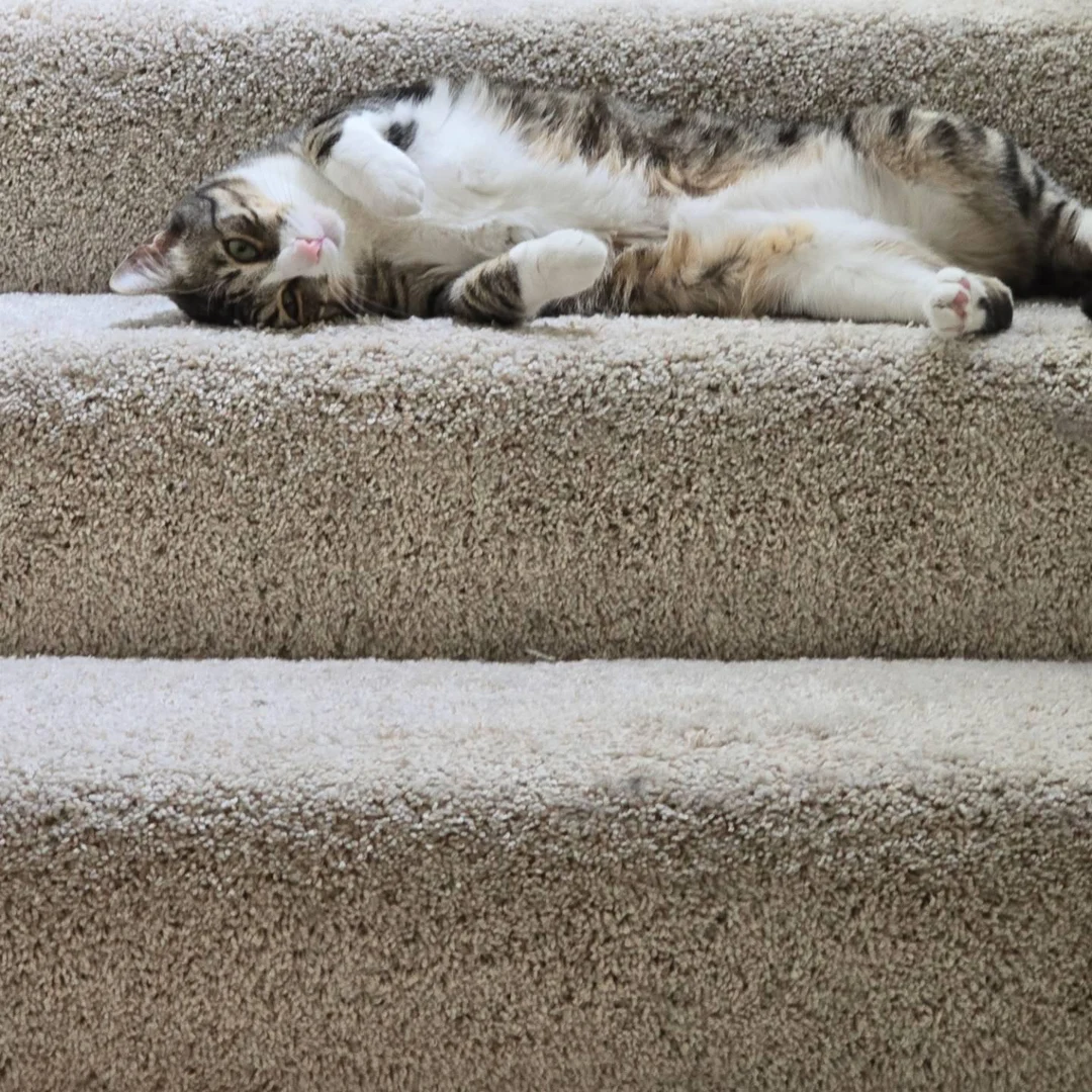 Happy Gotcha Day Bestie | Scrolller