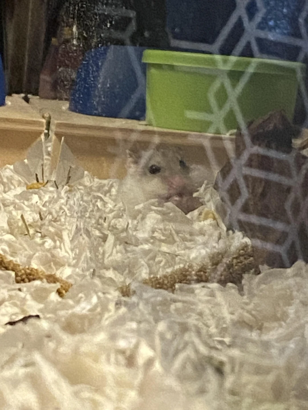 Hamster Nesting | Scrolller