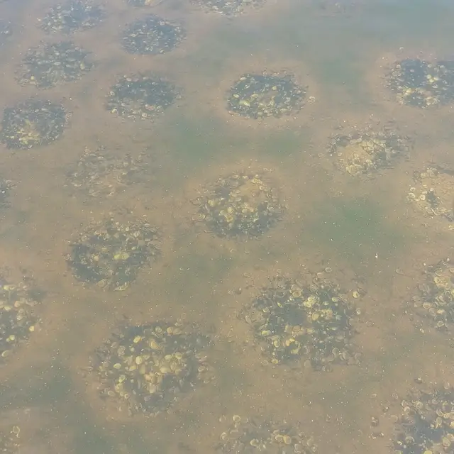 Spawning beds...I think. | Scrolller