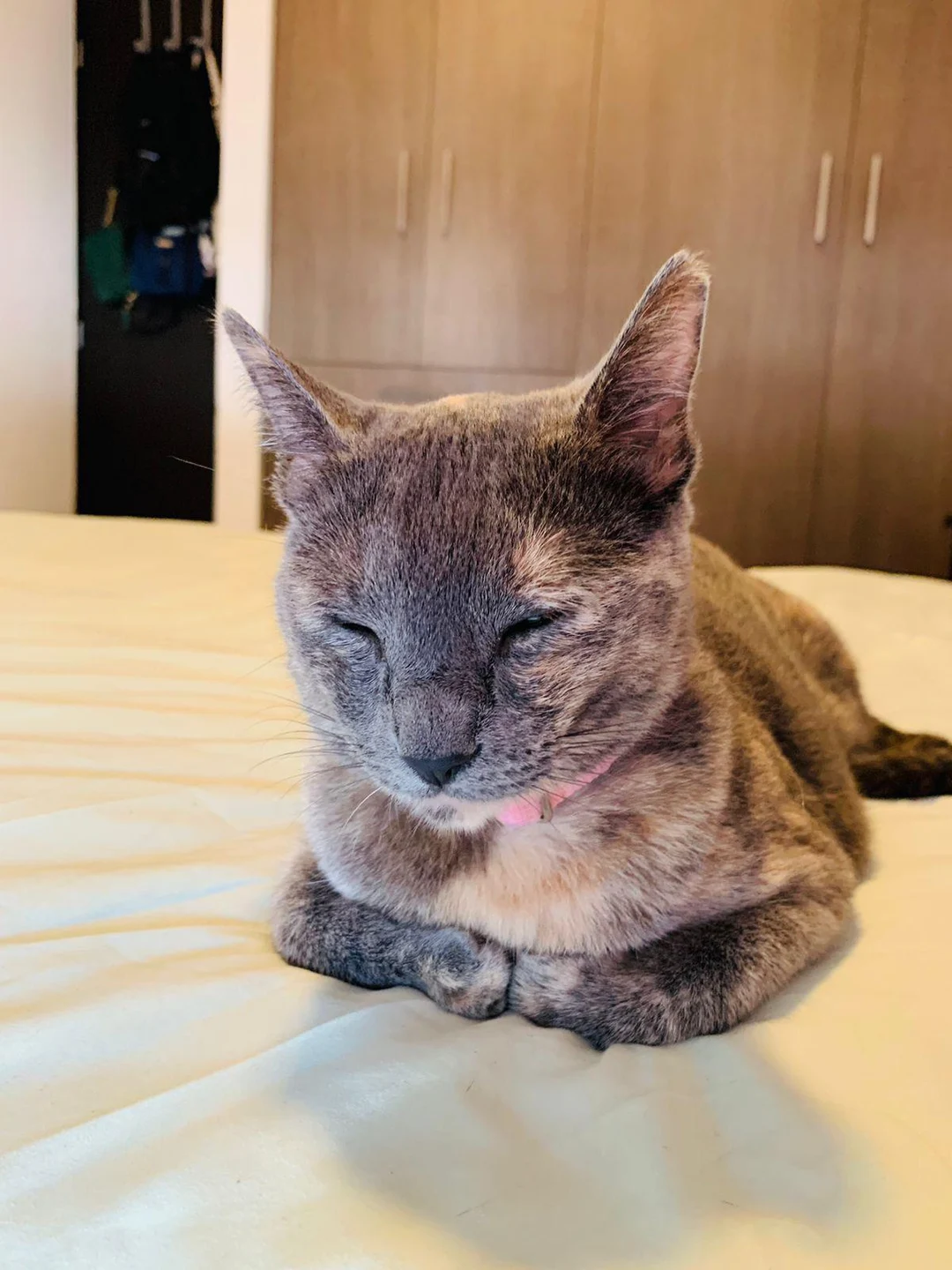 Bicho doing her best at a loaf | Scrolller