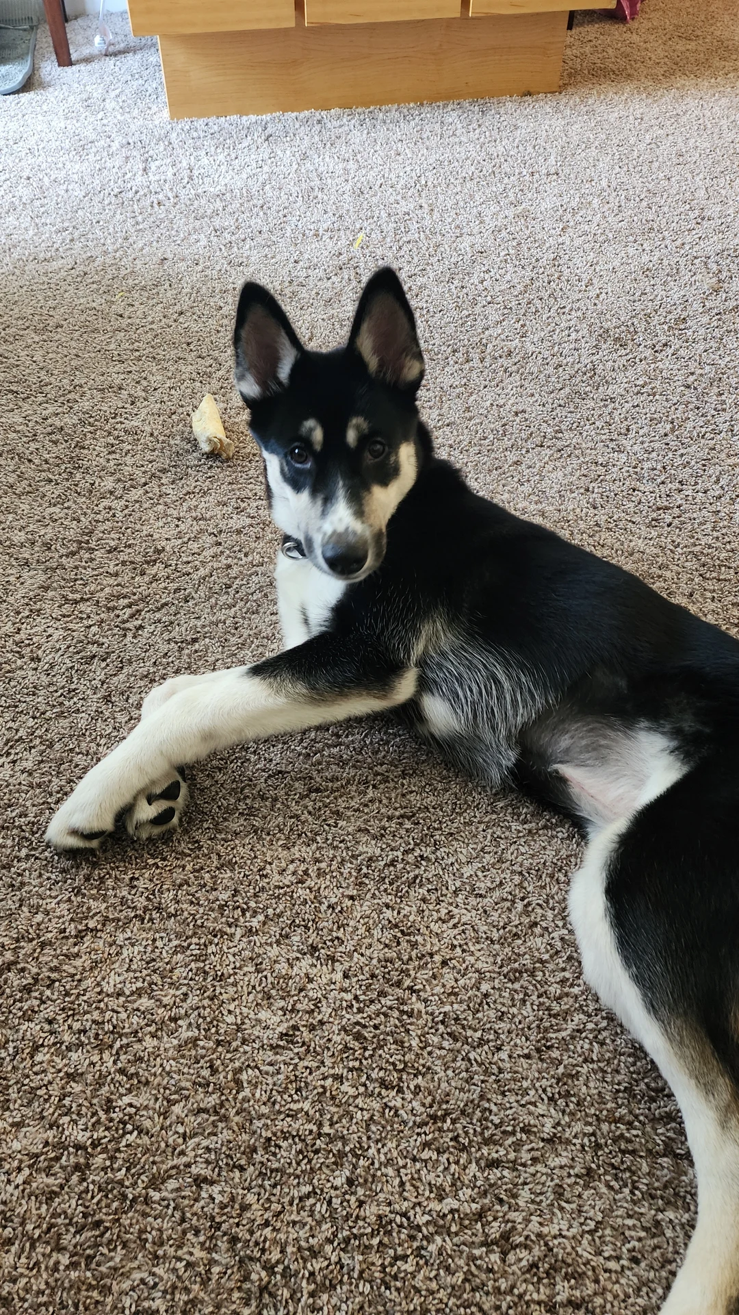 Just got this 6 month old girl! Potty training is rough 😮‍💨 | Scrolller