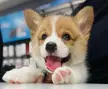 This Cute Corgi Pup 🐶🐶🐶🐶 | Scrolller