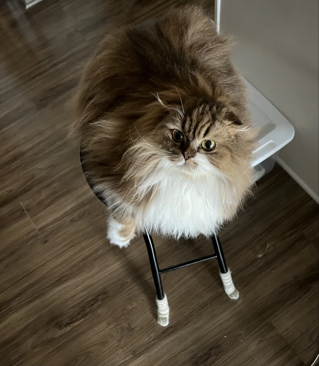 There is a stool around here somewhere… | Scrolller