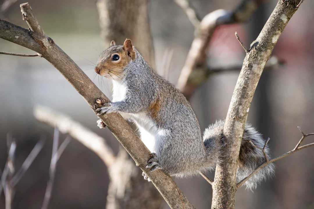 We call him Nutty since he loves peanuts so much | Scrolller