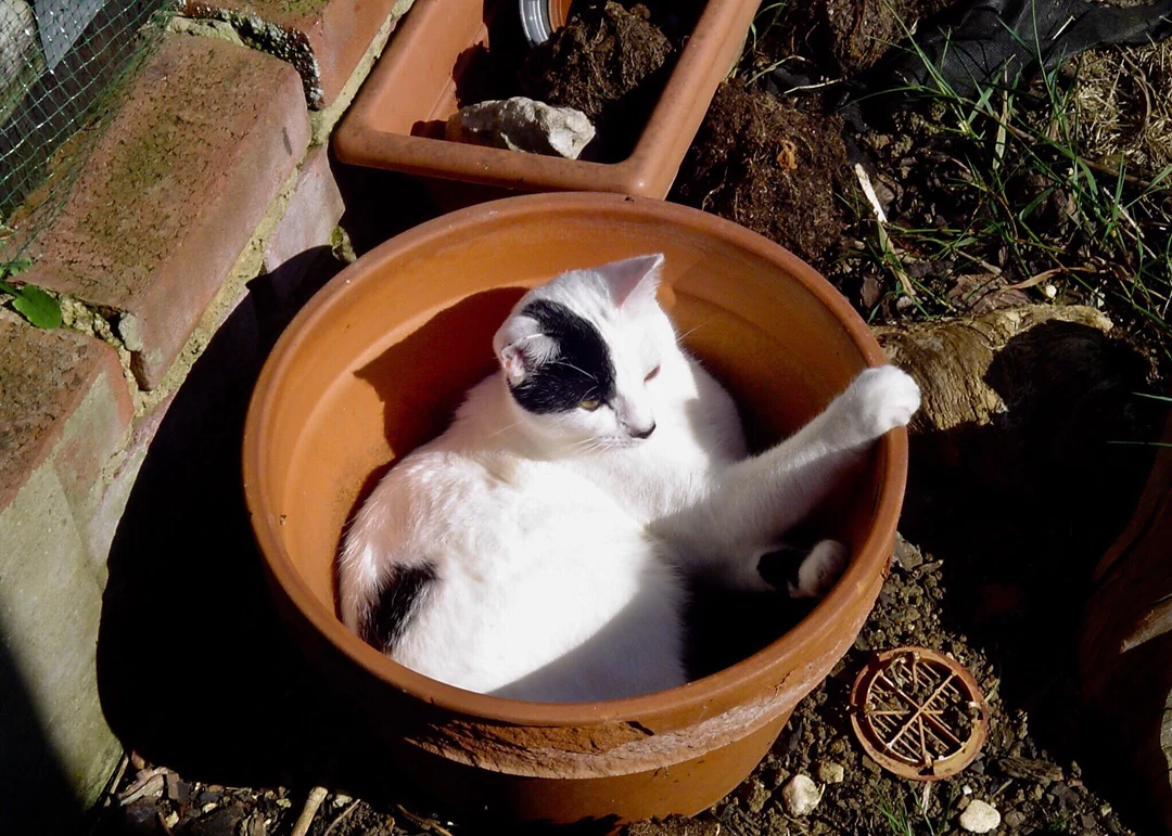 Terrakitta pot | Scrolller