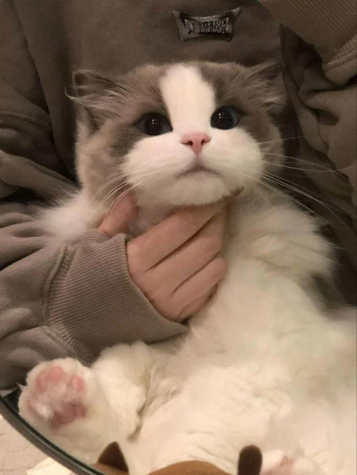 cute gato | Scrolller