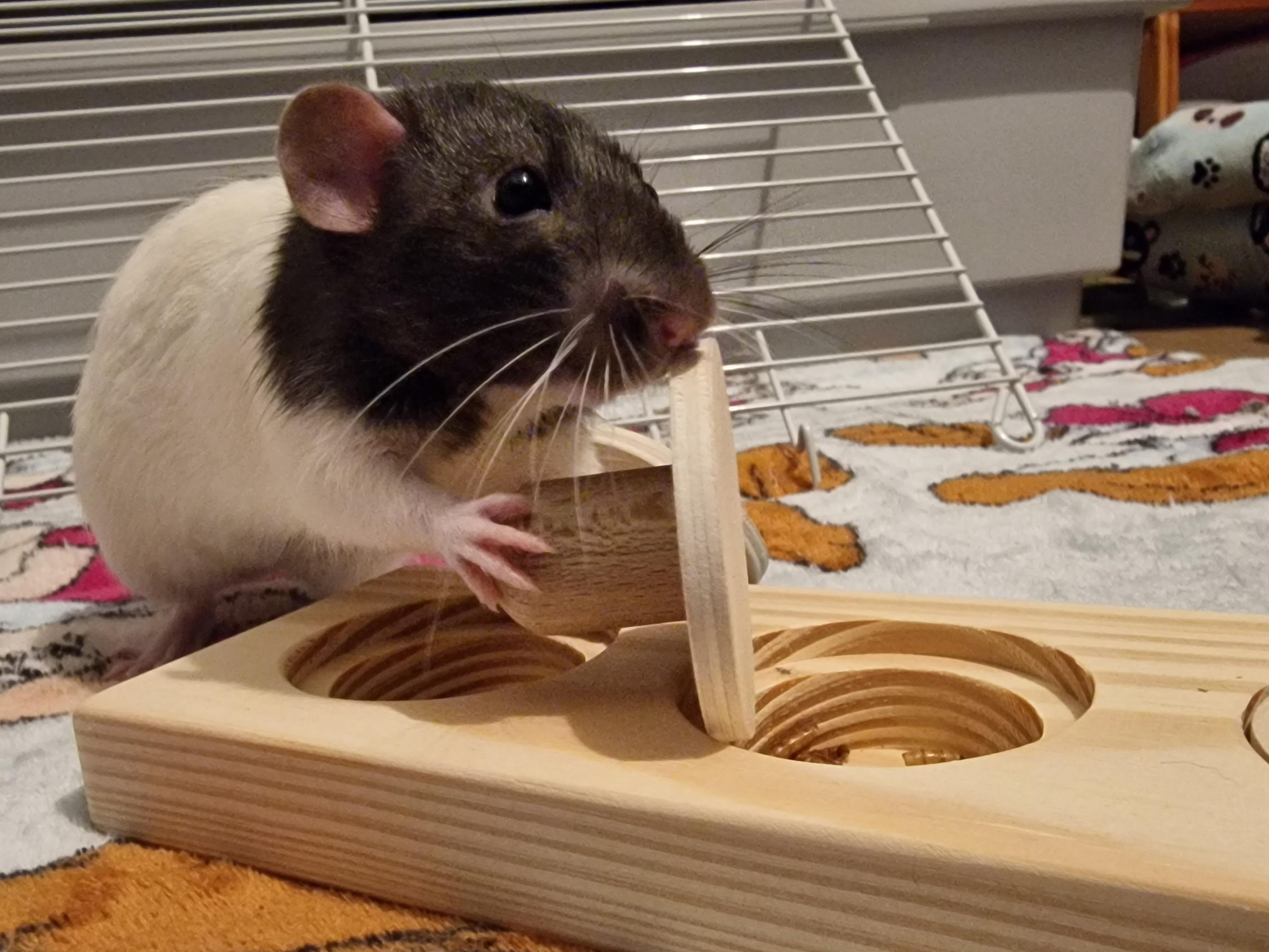 Egg looks so polite 💕 | Scrolller