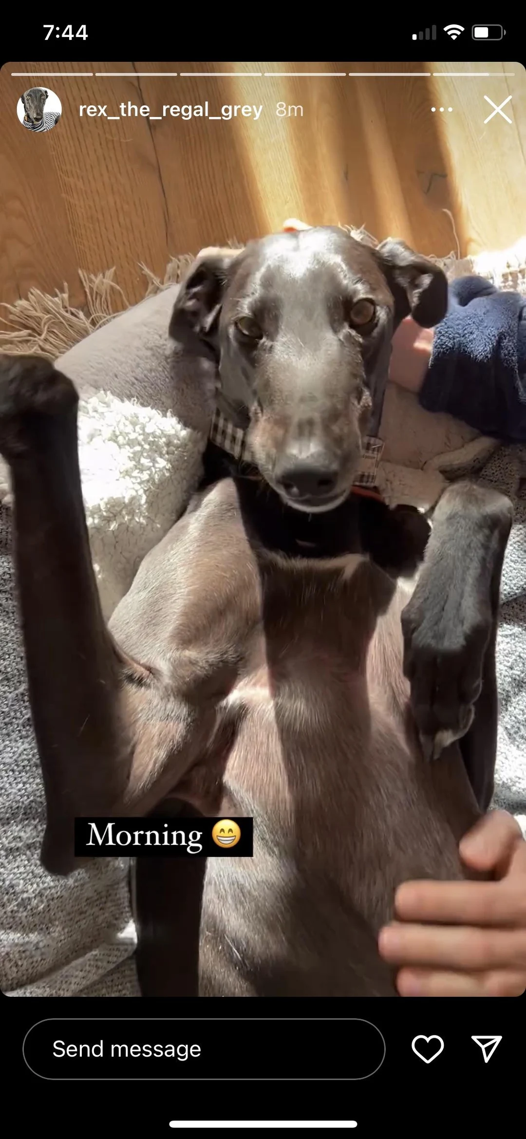 Rex. 5. Permapuppy | Scrolller