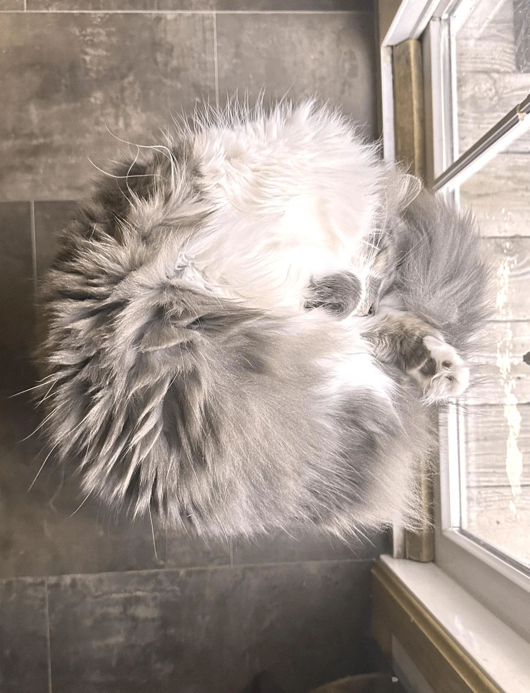 Just a ball of continuous fluff | Scrolller