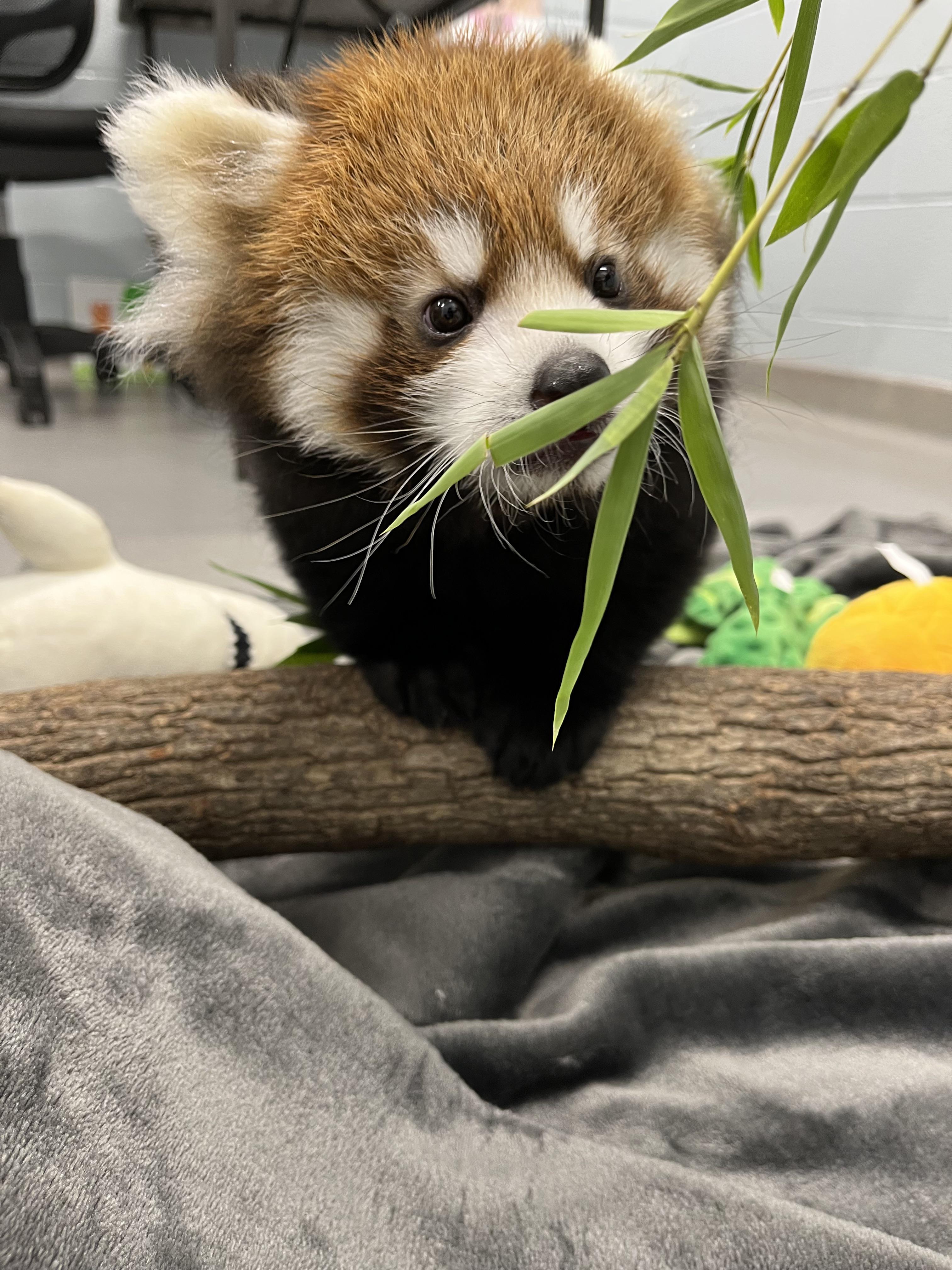 Ravi’s first time with bamboo, not sure what to think 🤔 (OC) | Scrolller