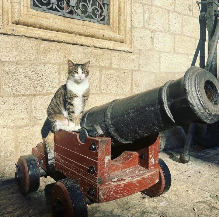 cannon loaded, where treats? | Scrolller