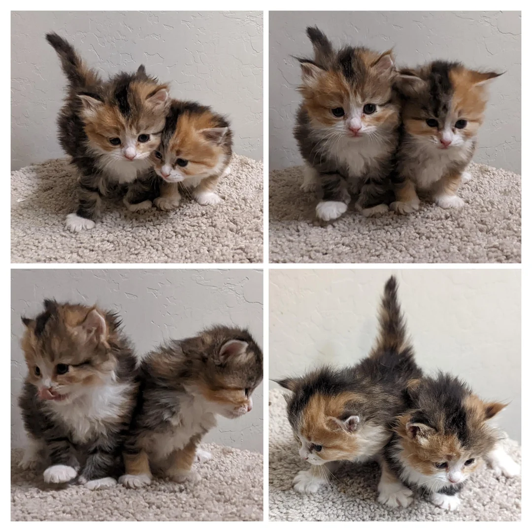 Cuteness Overload! ️ | Scrolller