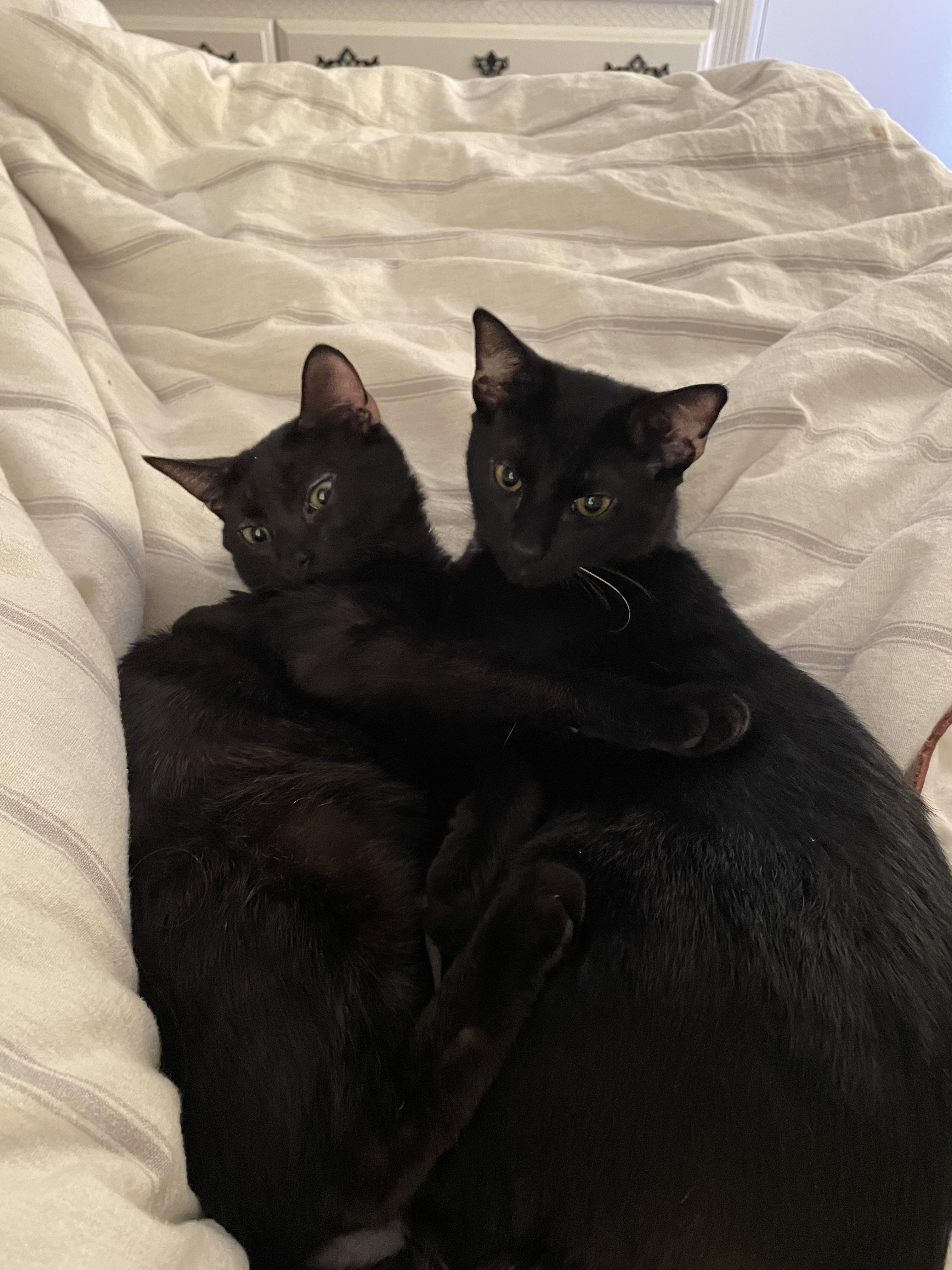 They Are Best Buds Scrolller