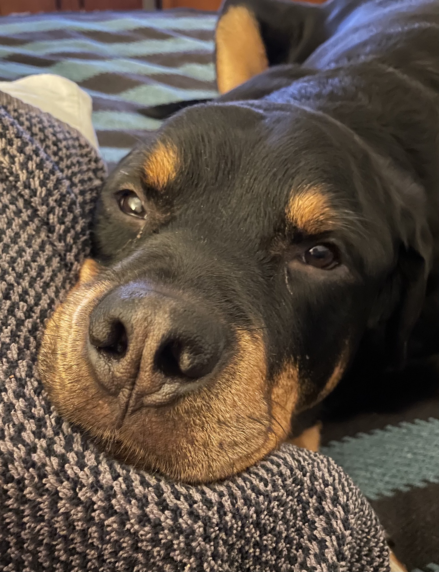 Sweet Pup | Scrolller