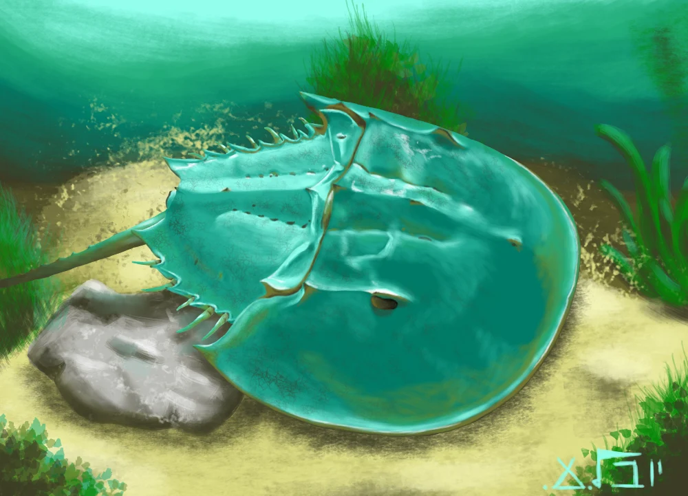 Horseshoe crab, me, digital, 2023 | Scrolller