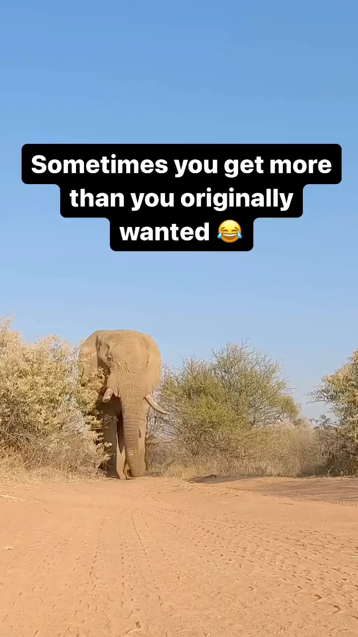 Elephants are such majestic creatures (NSFW) | Scrolller