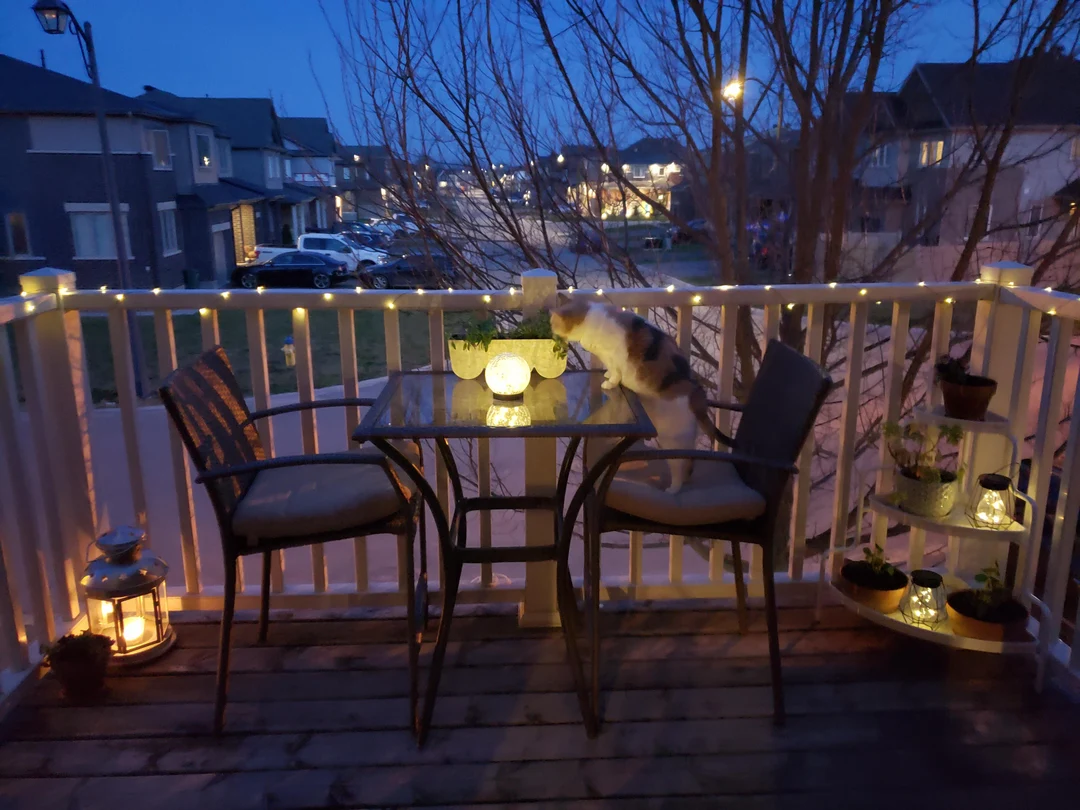 my little deck with solar lights, a few annuals and a curious kitty | Scrolller