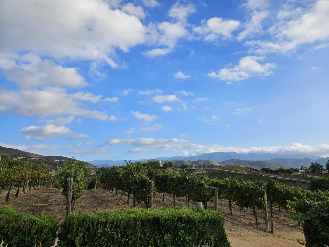 Temecula sky over a vineyard | Scrolller