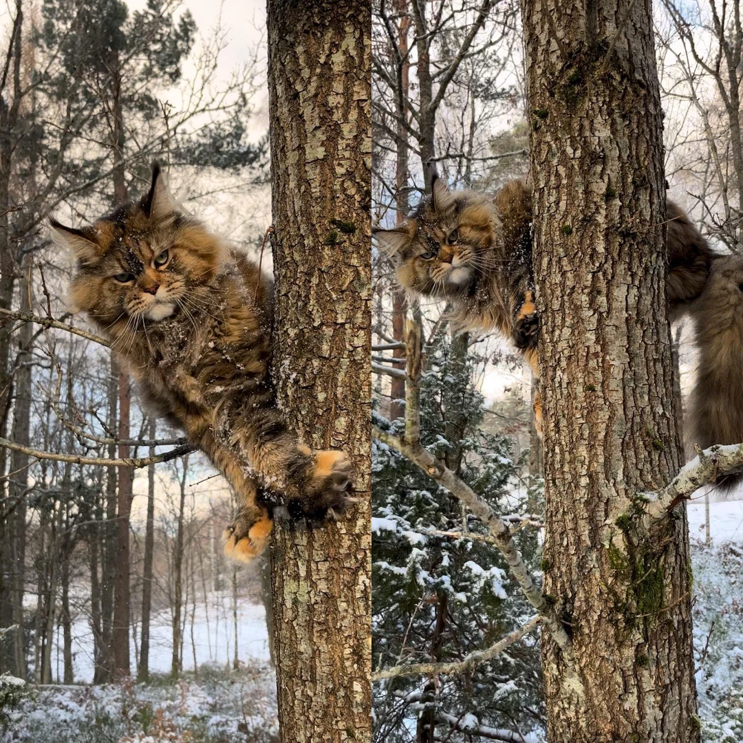 Squirrel coon | Scrolller