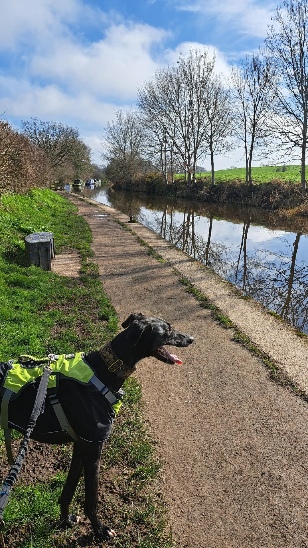 Dobby on his morning walk | Scrolller