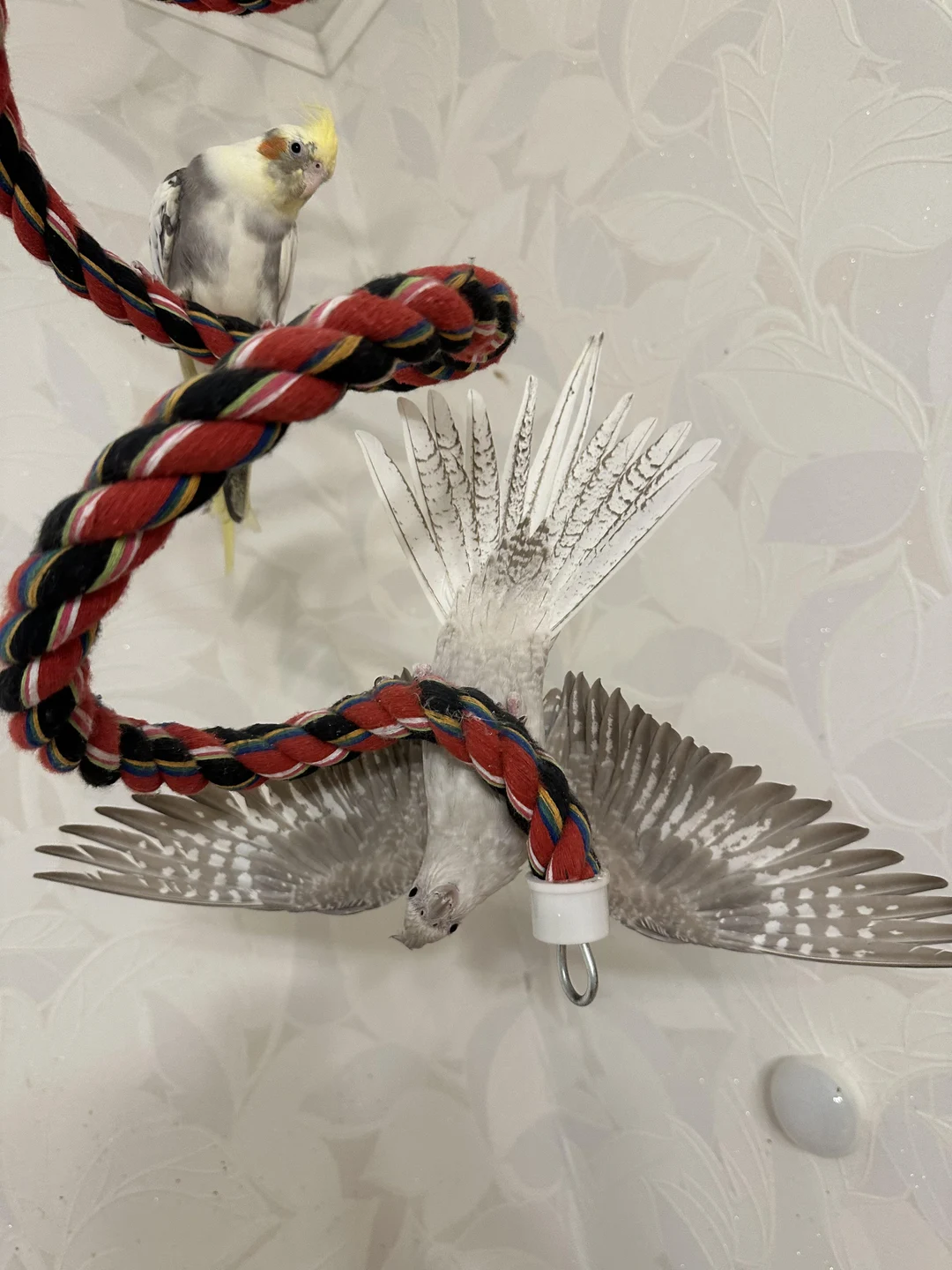 Big bird | Scrolller