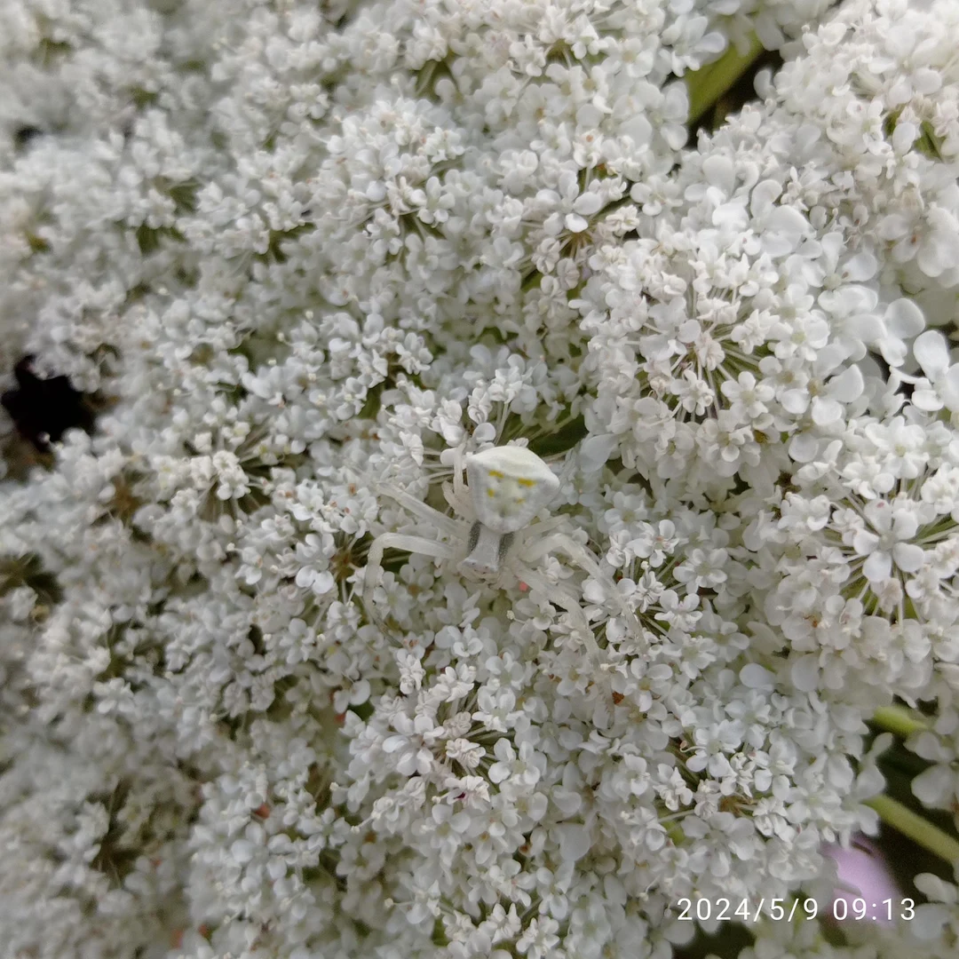 flower crab spider | Scrolller