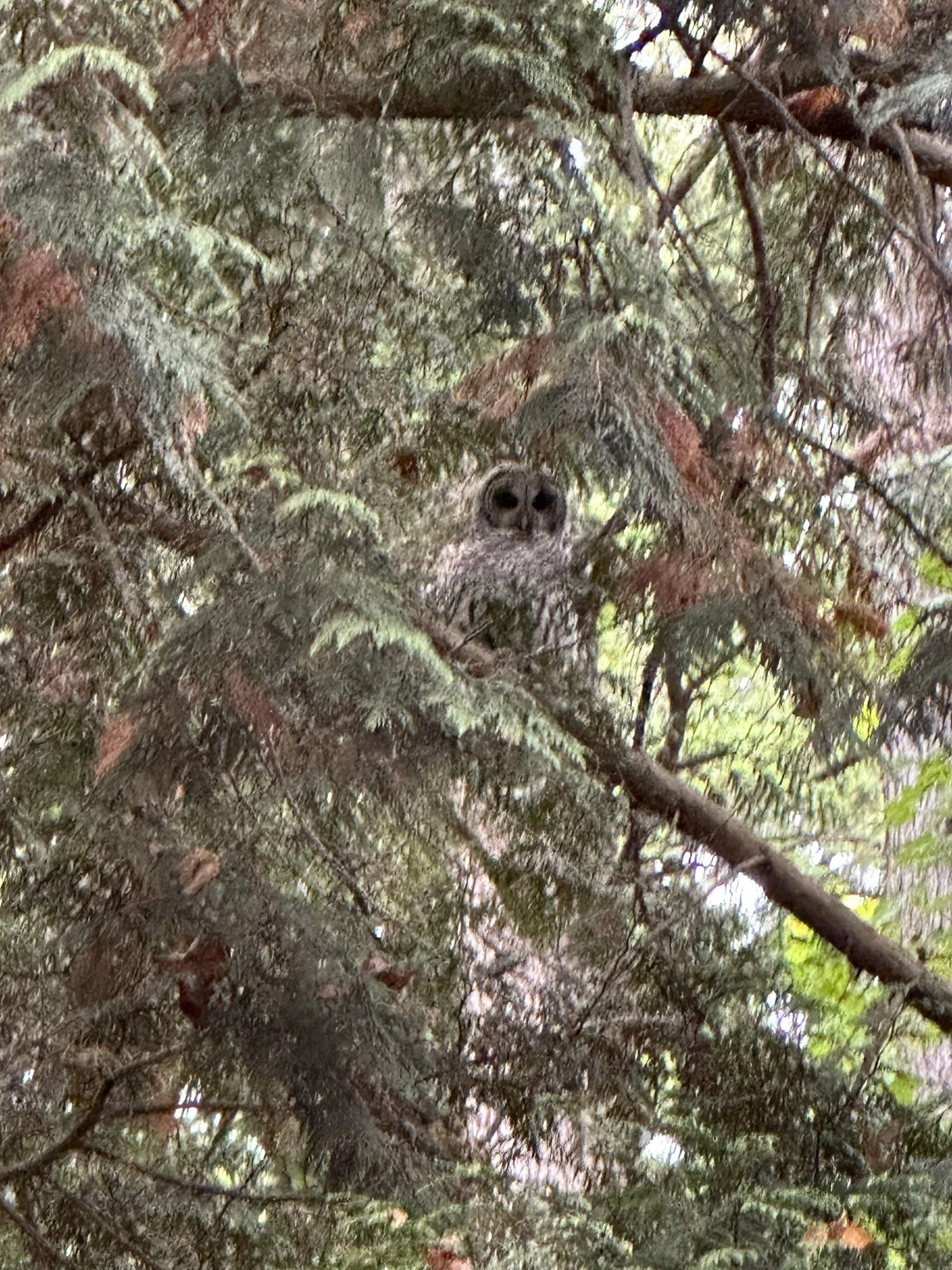Barred or spotted owl? | Scrolller