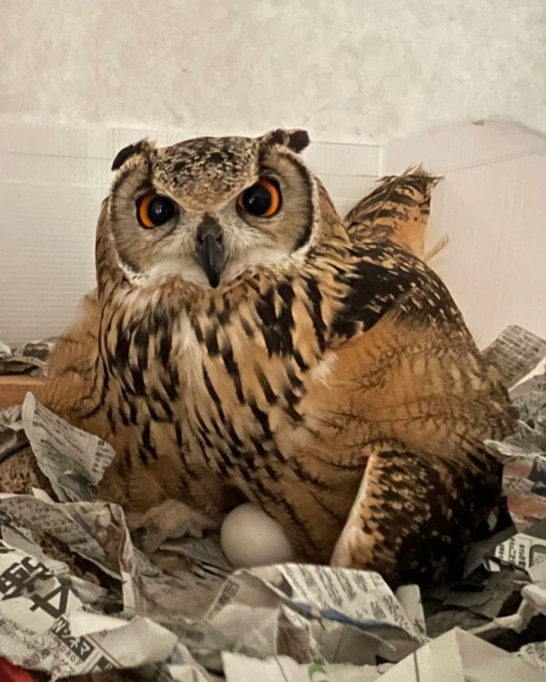 Cute owl | Scrolller