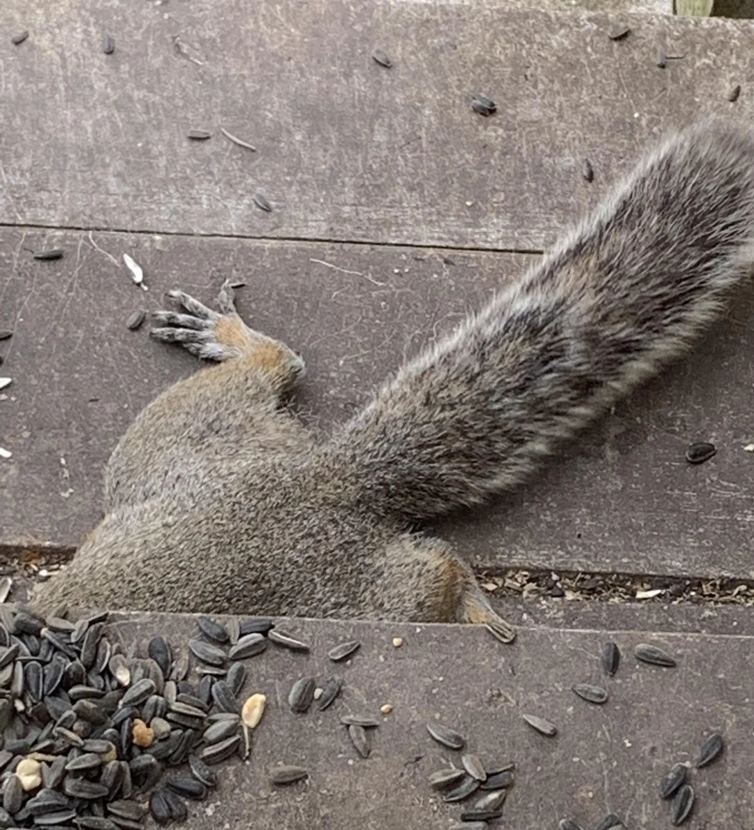 Half Sploot | Scrolller