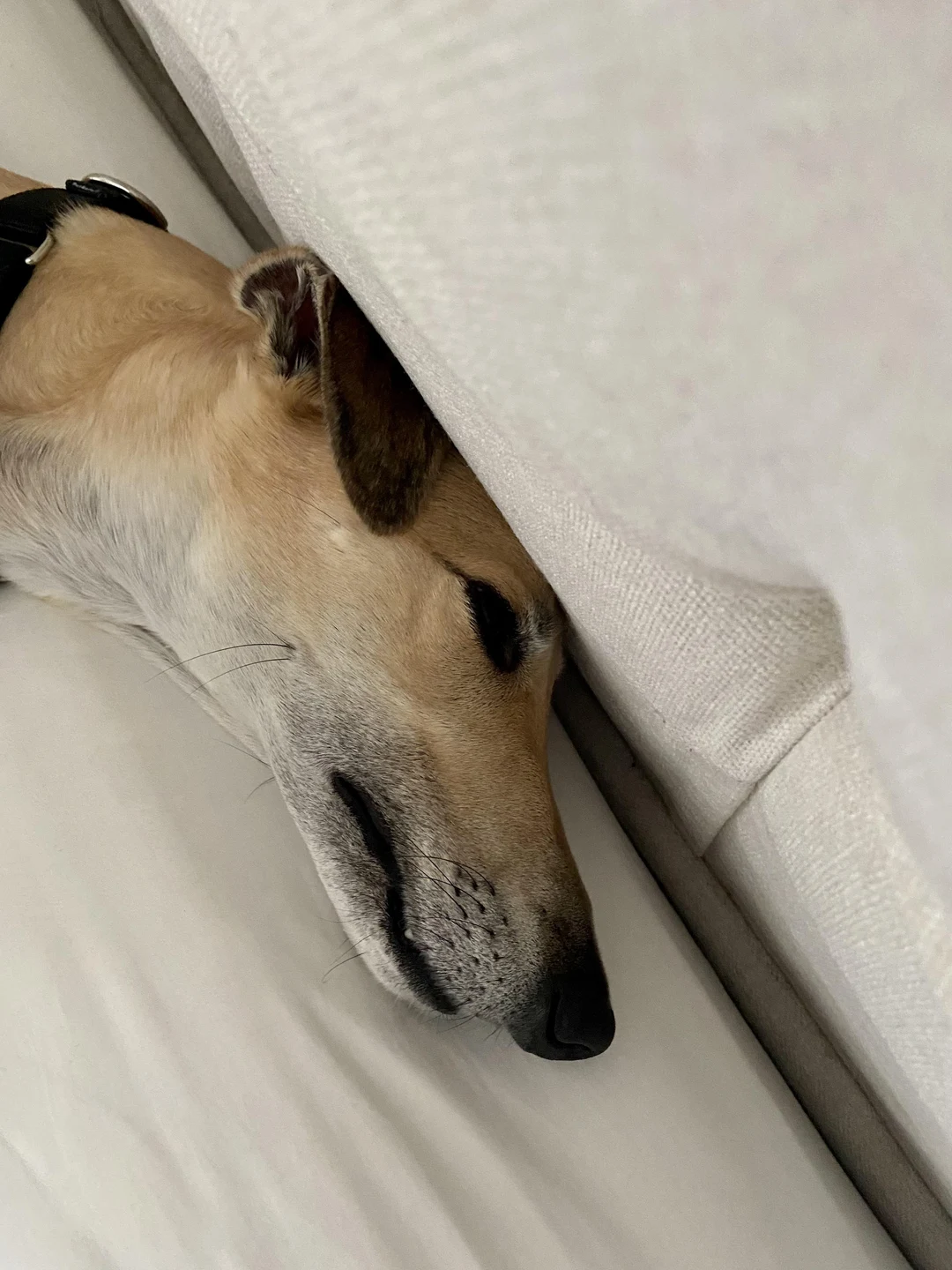 This weird boy and his ears! | Scrolller