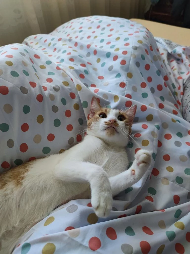 Hera gets her share of love today (OC) | Scrolller