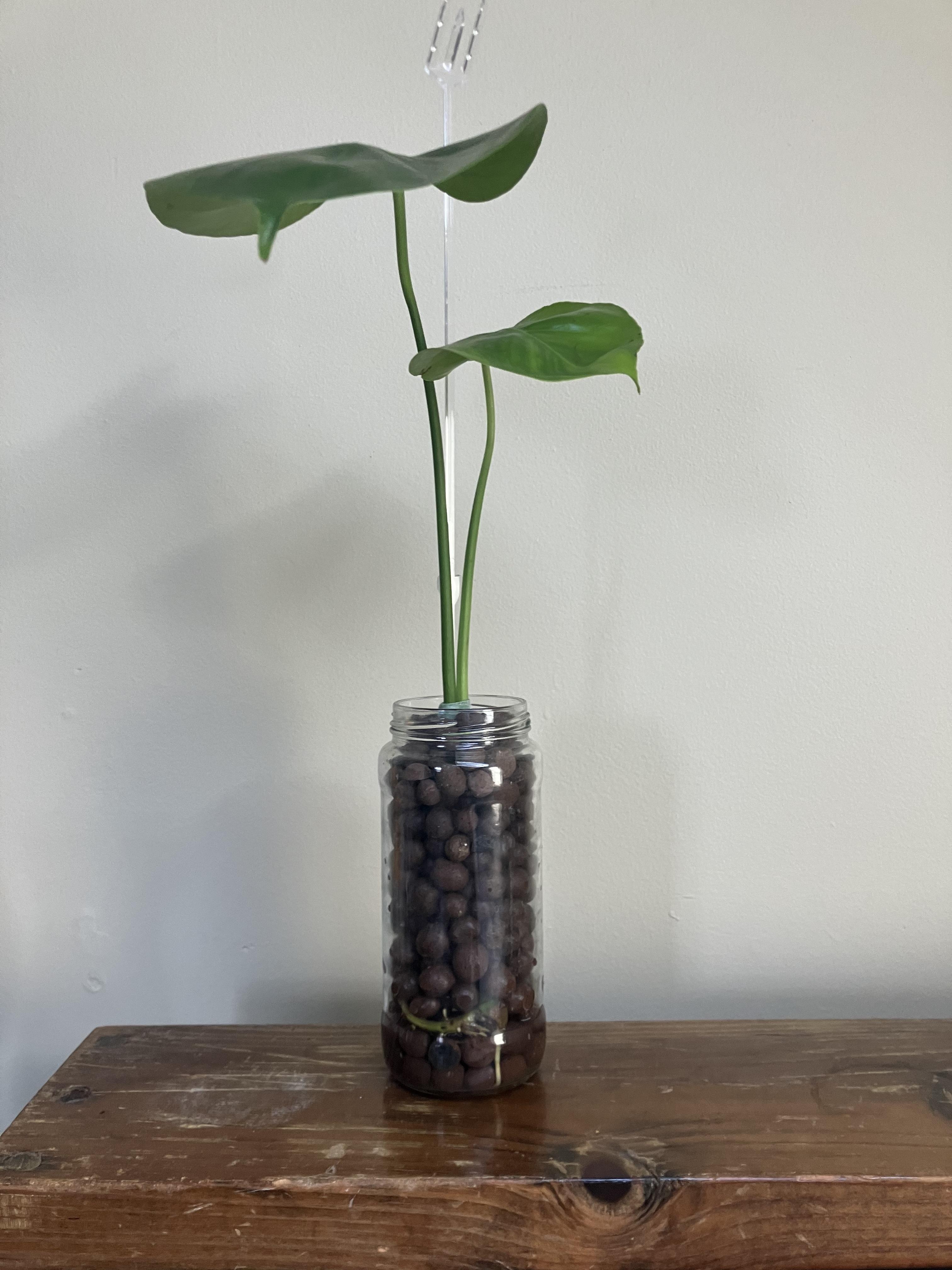 Why are my Monstera’s roots rotting? | Scrolller