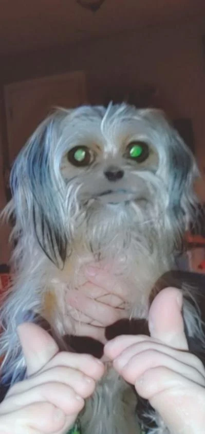 My little gremlin | Scrolller