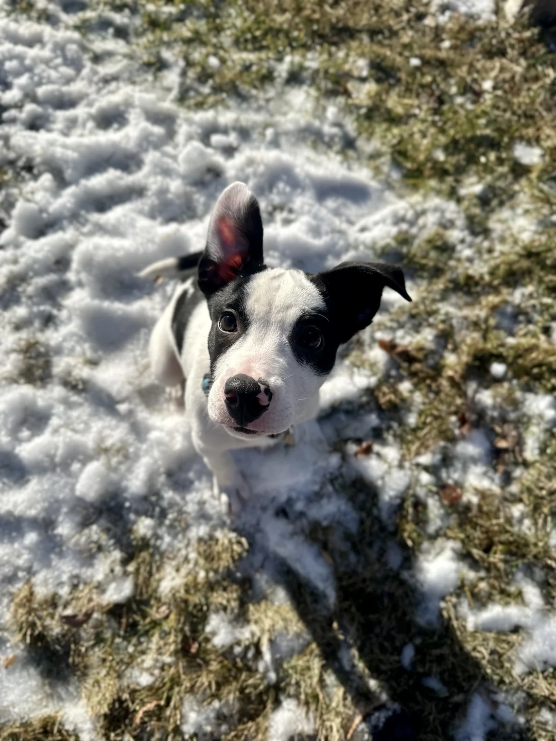 This is my first rescue puppy, Dio! | Scrolller