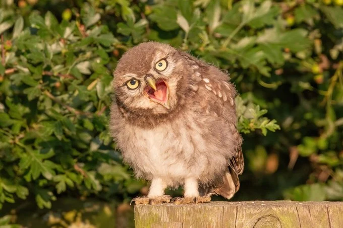 Little Owl | Scrolller