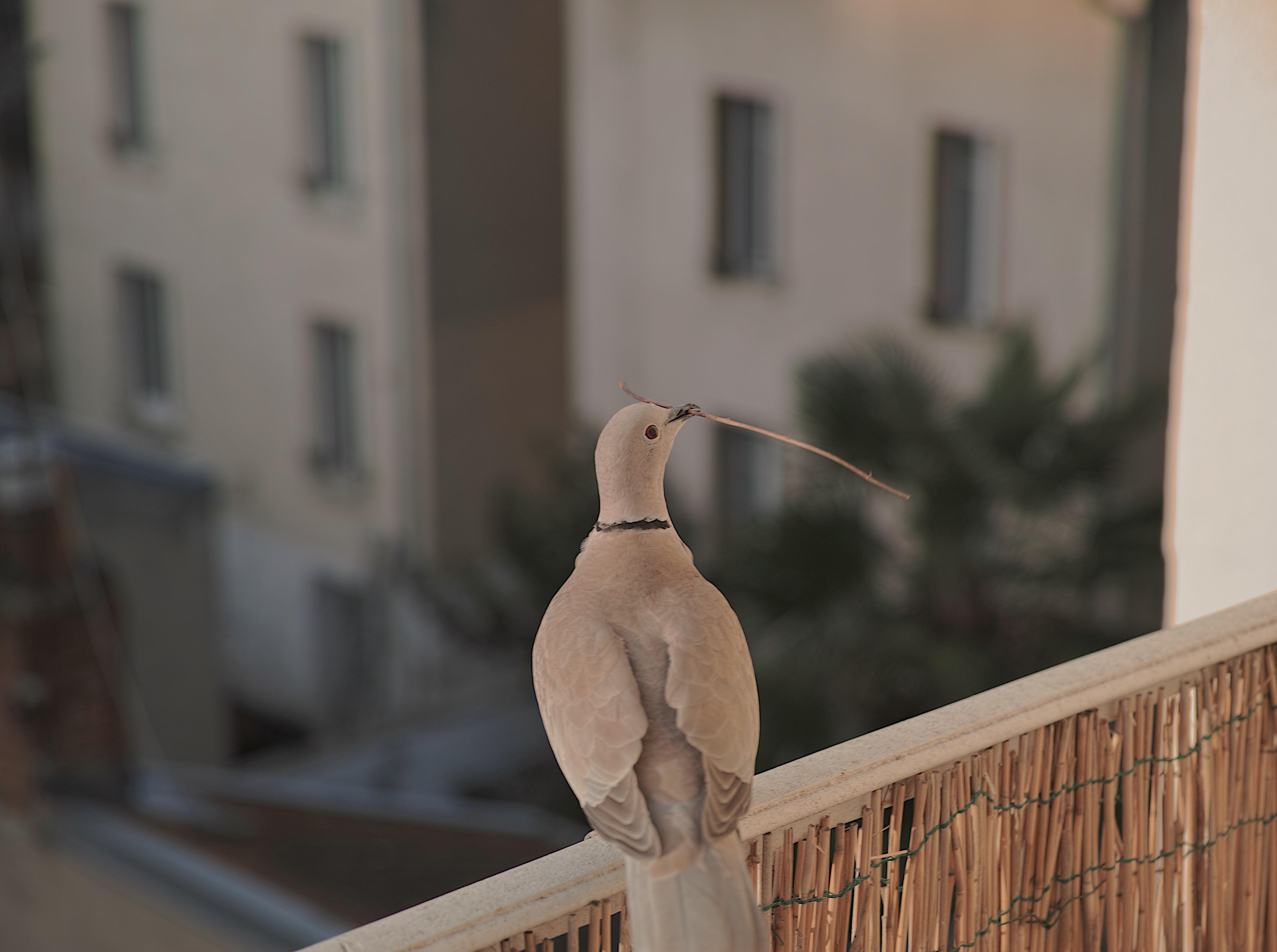 Turkish dove building its nest | Scrolller