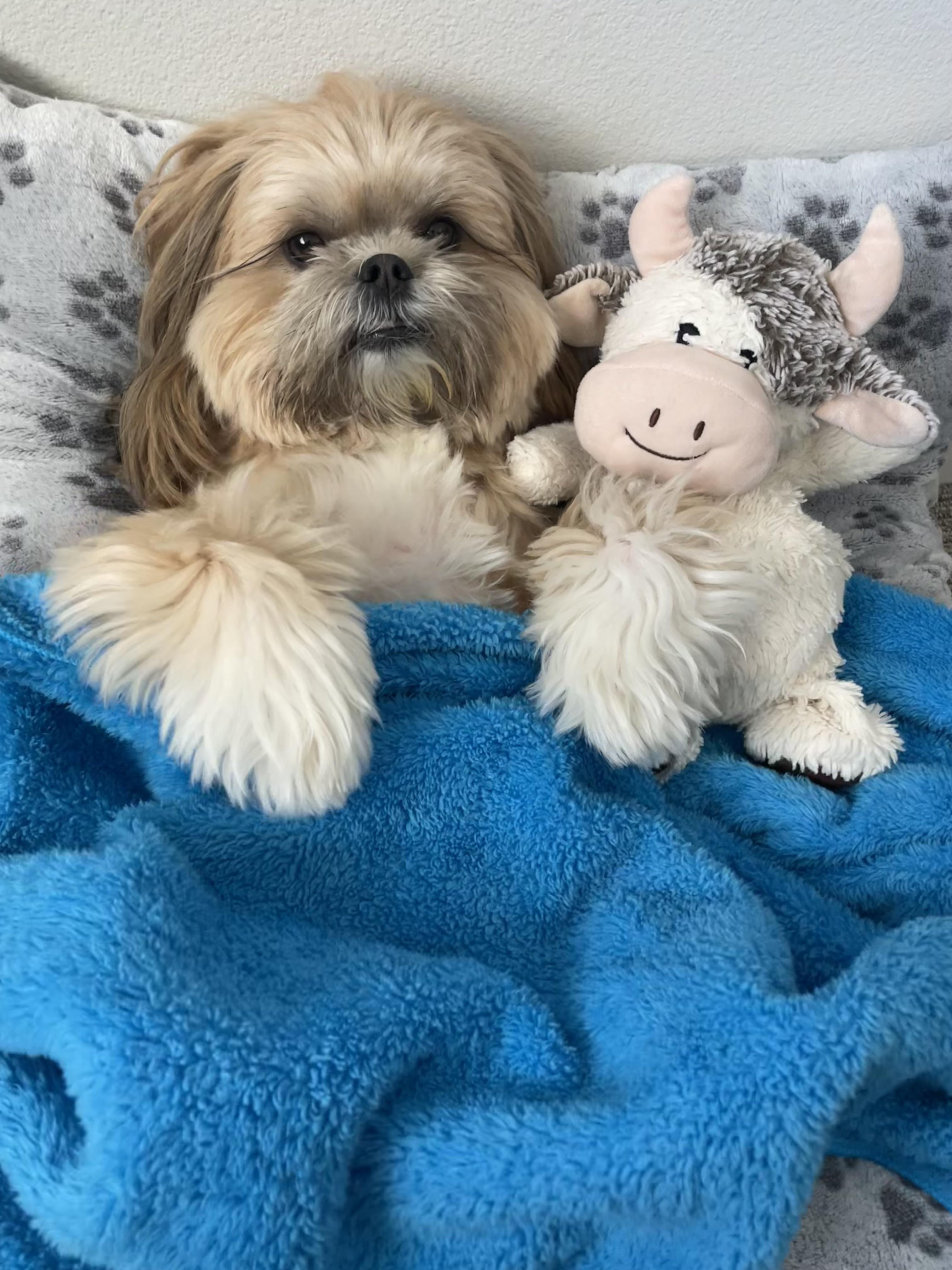 Toby and his (quite literally) best friend 🩷 | Scrolller