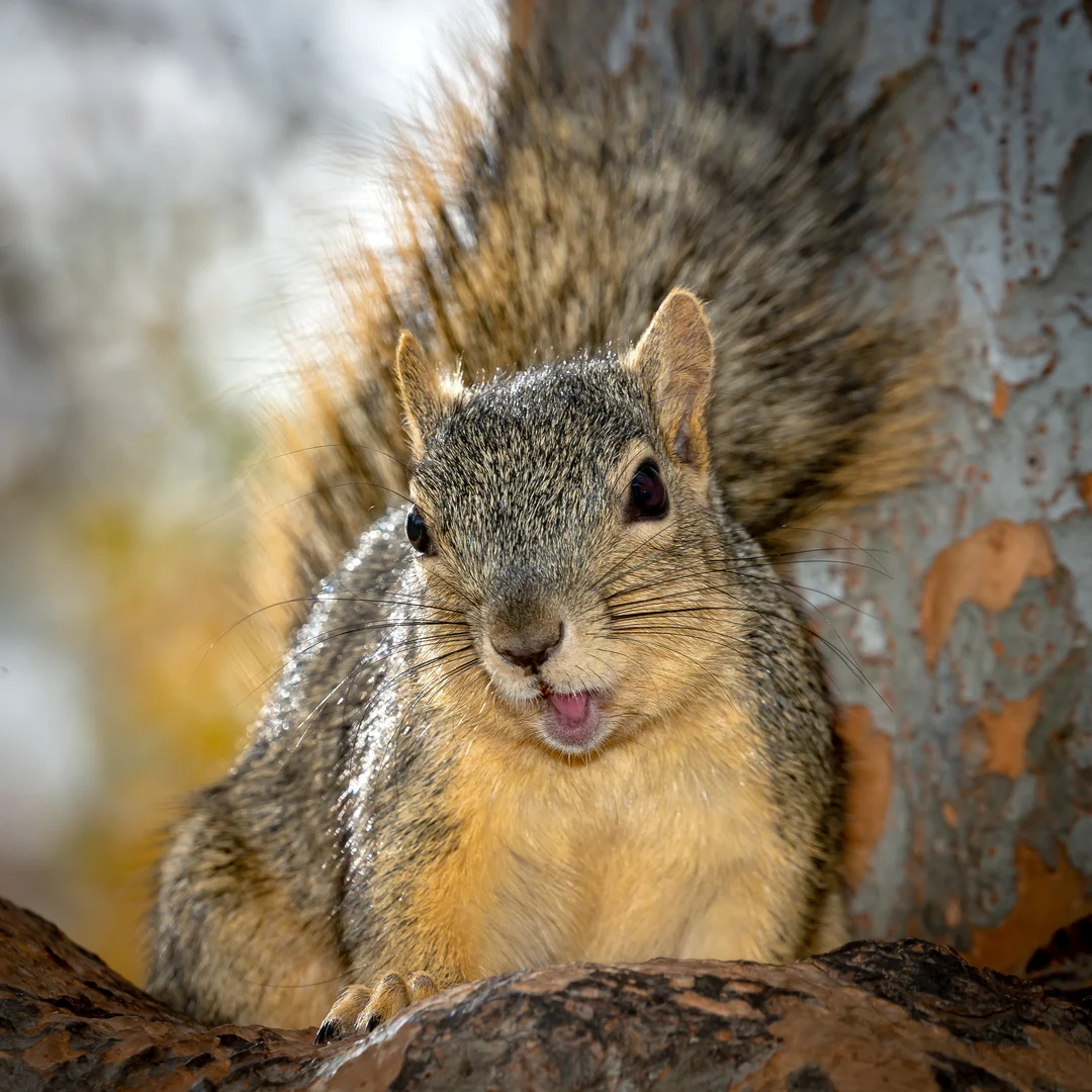 Squirrel | Scrolller