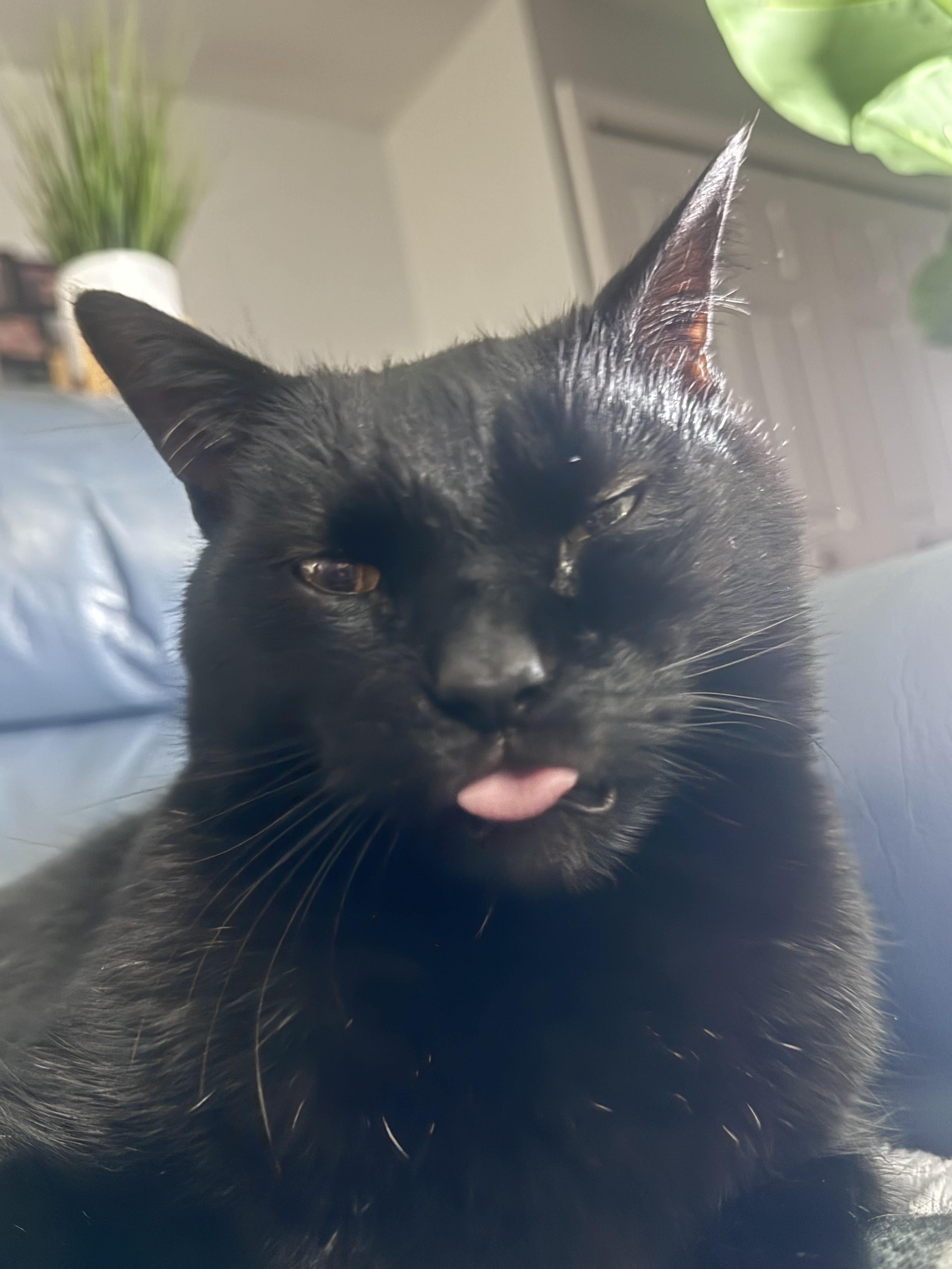 Blep | Scrolller