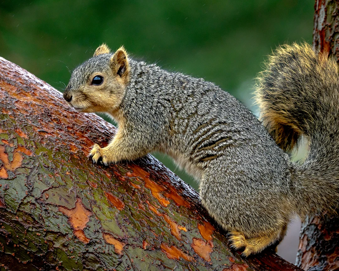 Rain Squirrel | Scrolller