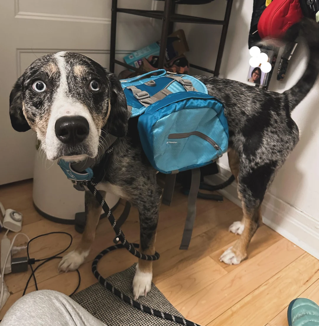 Dog wearing his new hiking backpack | Scrolller