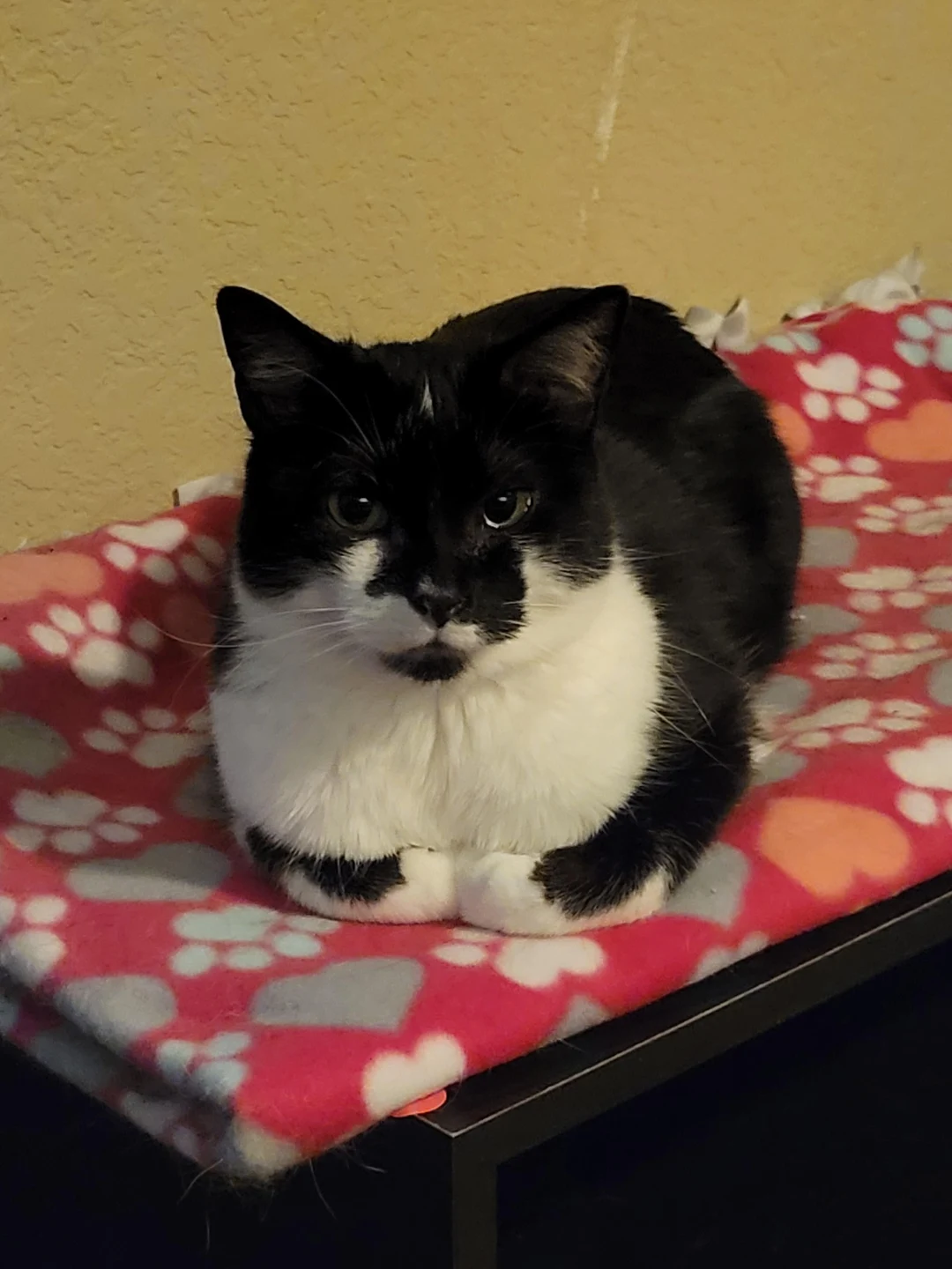 Cute tuxedo loaf | Scrolller