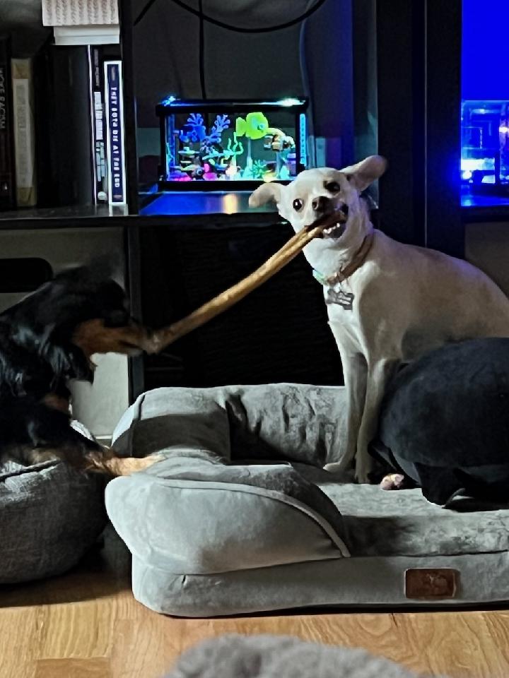 The Battle of the Bully Stick | Scrolller