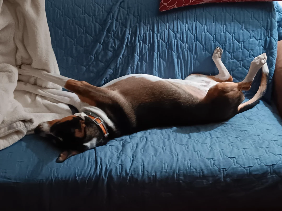 Anti gravity paws | Scrolller