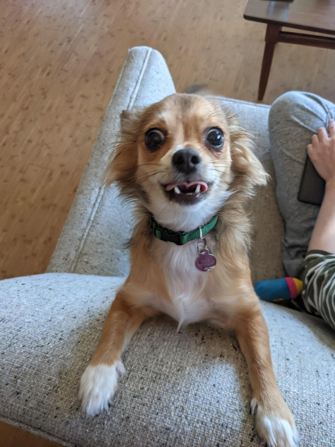 The littlest demon | Scrolller