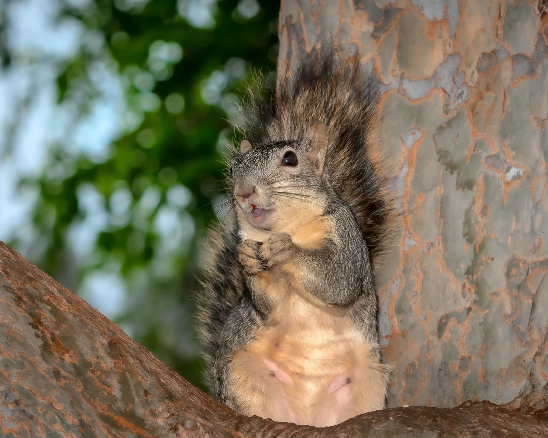 Charming Mother Squirrel | Scrolller