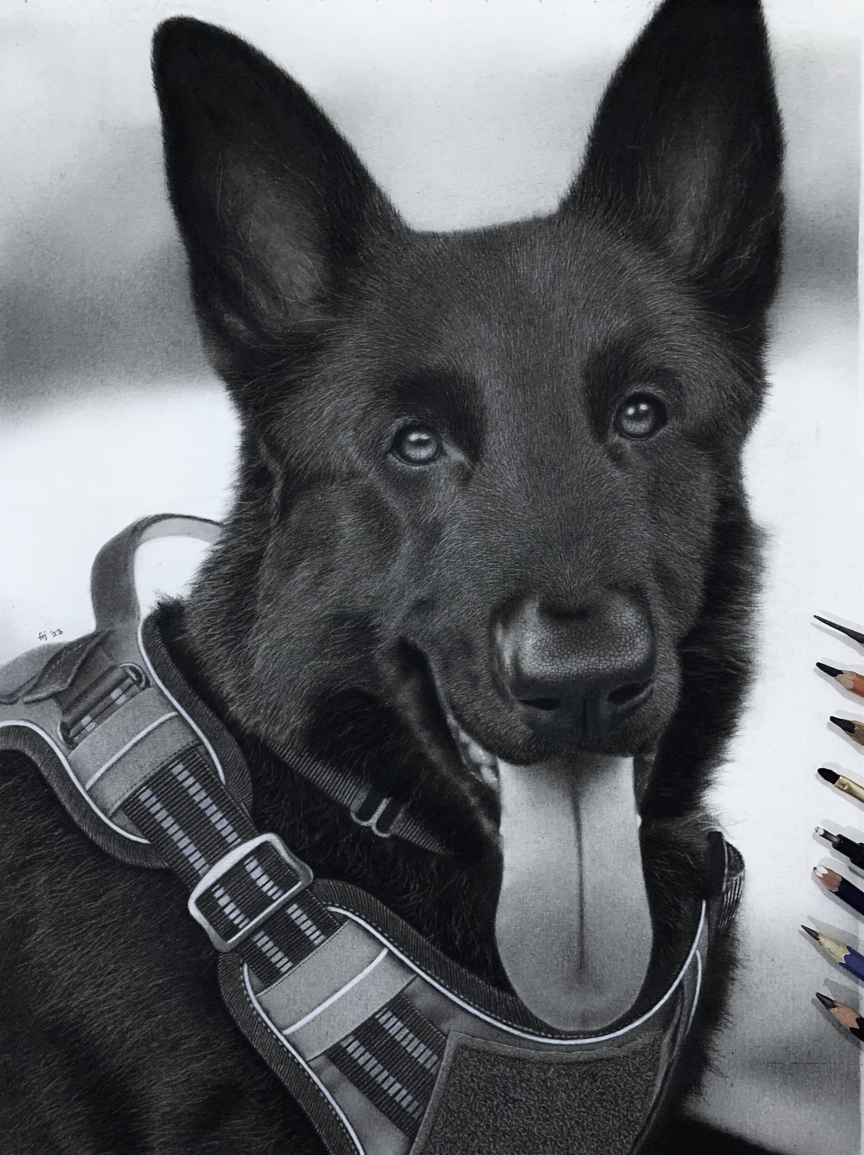 Here's a pencil portrait of my not so little gsd i drew quite recently. | Scrolller