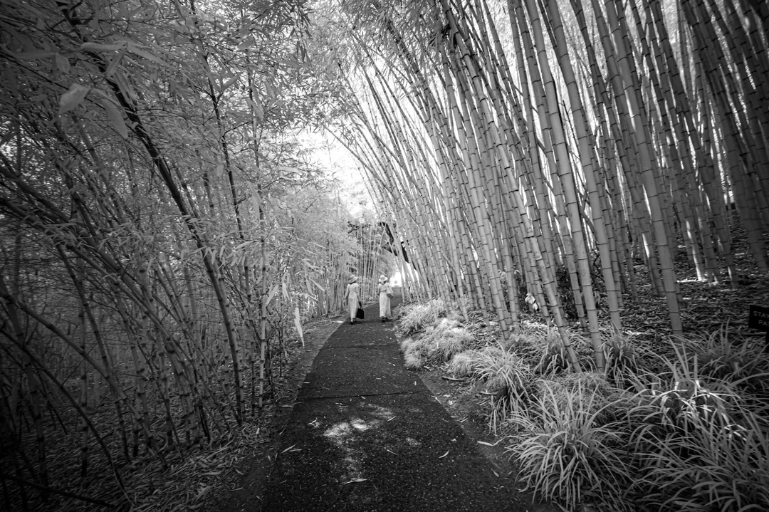 Walking thru the Bamboo Forest | Scrolller